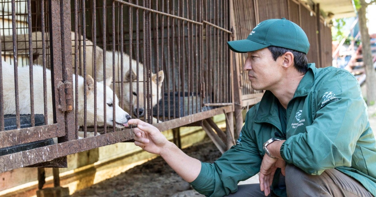 „Rad der Zeit“-Schauspieler Daniel Henney rettet mit Humane World for Animals 67 Hunde aus einer ...
